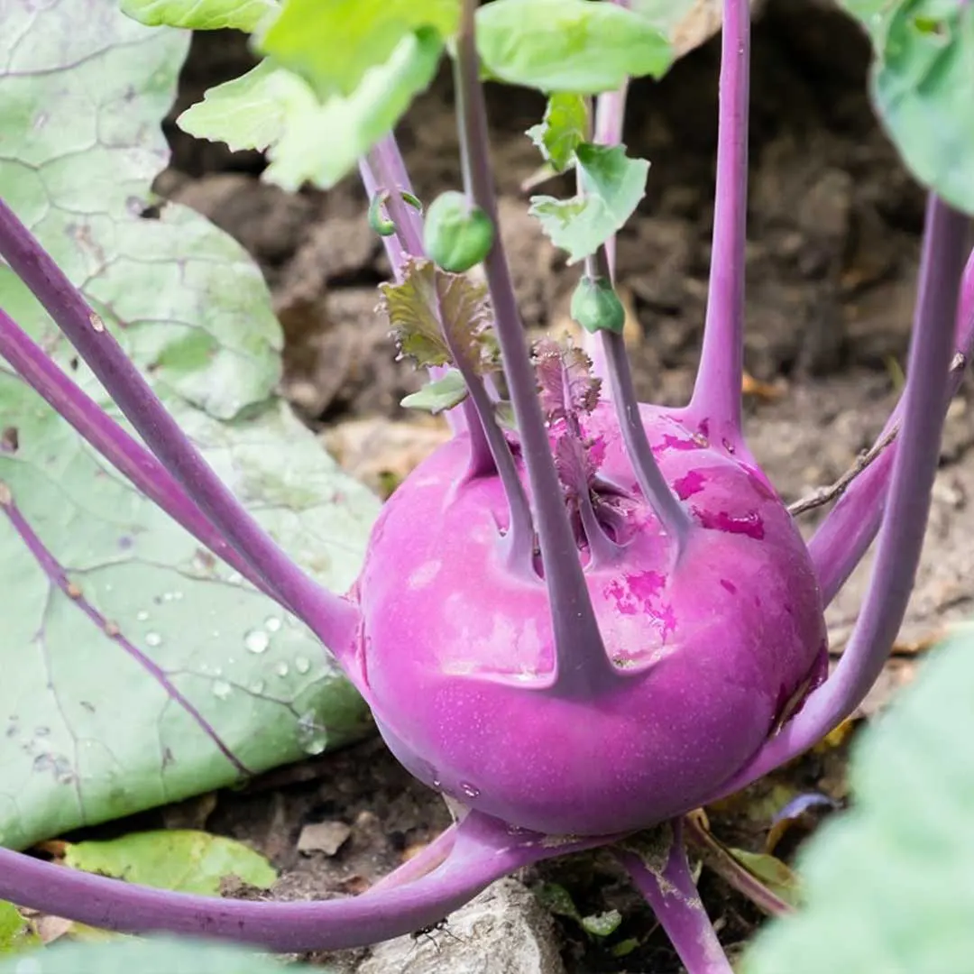 بذر کلم قمری بنفش